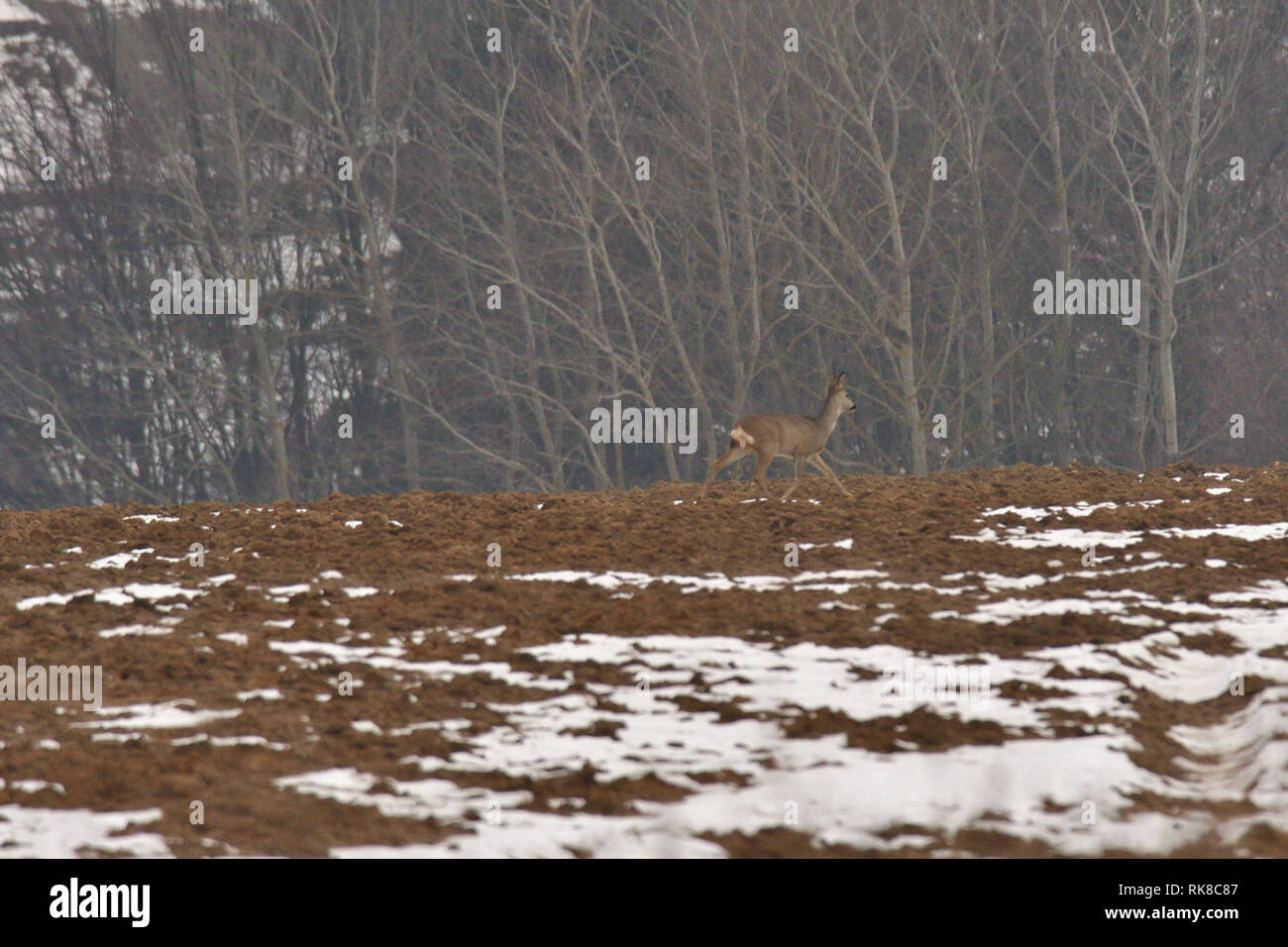 Young small roe walking on the field meadow horizont in winter snow ...