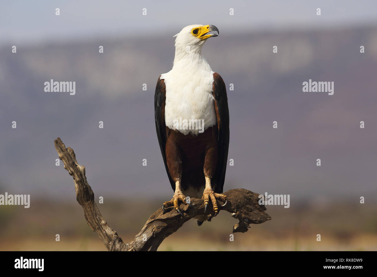 an African fish eagle is ready to fly on a dried branch near a puddle ...