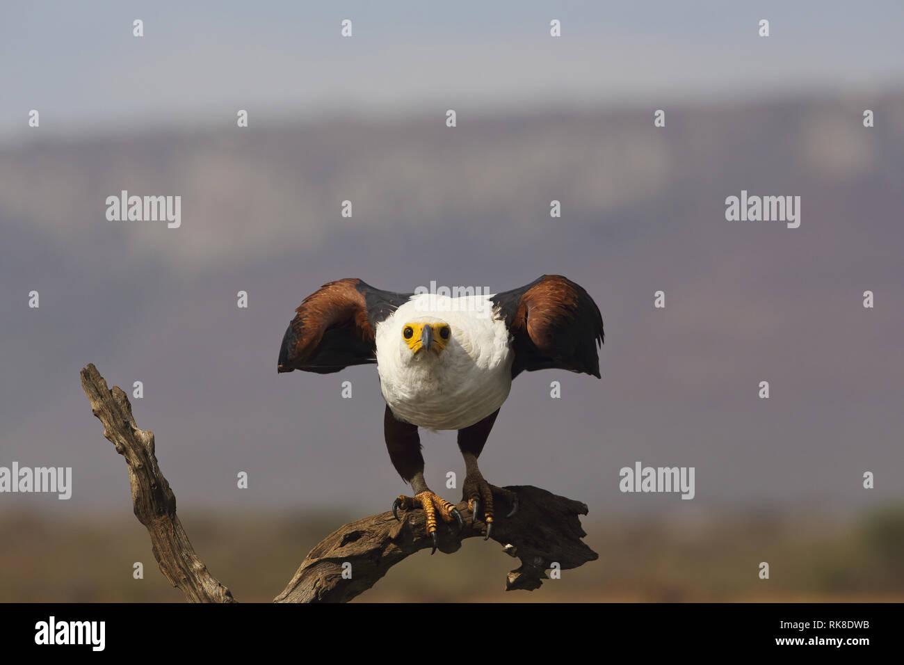 an African fish eagle is ready to fly on a dried branch near a puddle ...