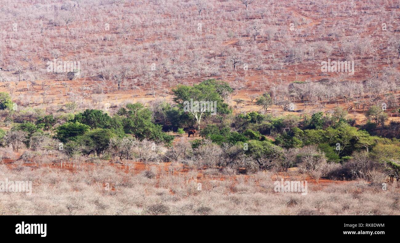 African bush landscape with arid areas and green areas Stock Photo - Alamy