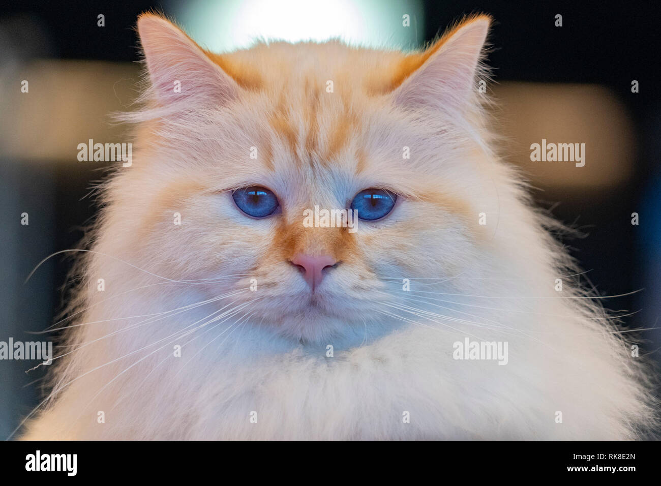 Birman Sacred Cat of Burma portrait looking at you Stock Photo - Alamy