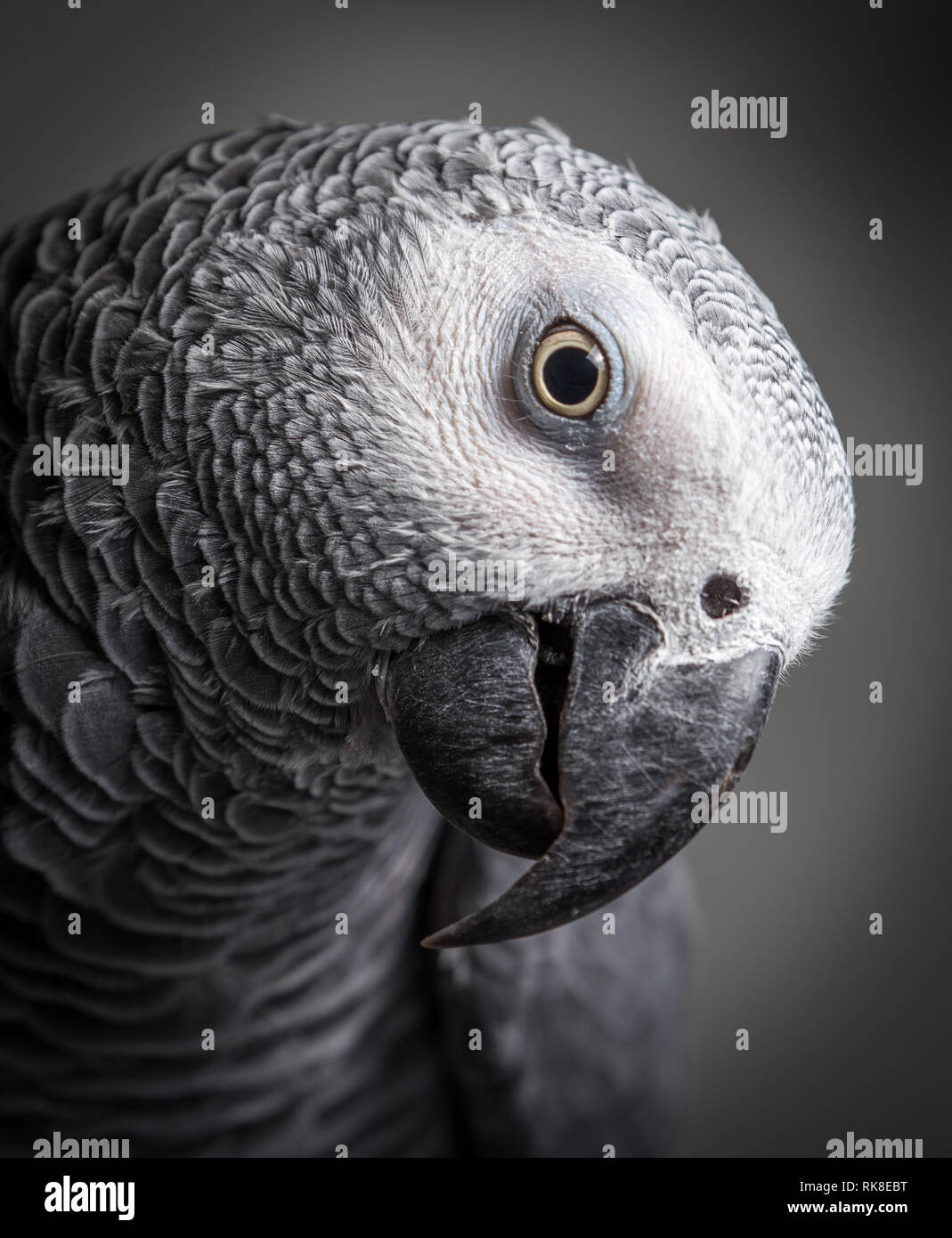 Head tilted up hi-res stock photography and images - Alamy