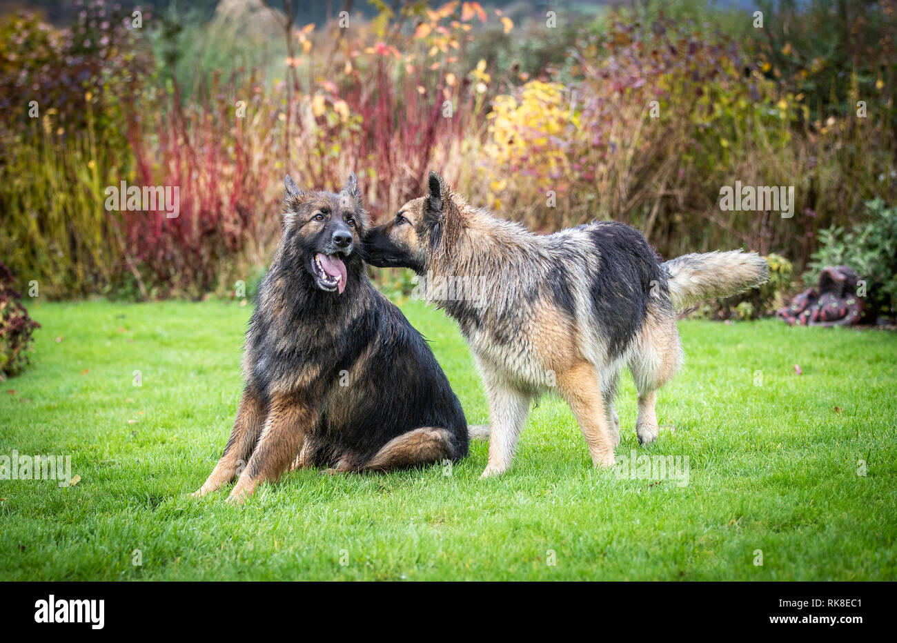 German Shepherd Dog pals communicating friendly with each other in a ...