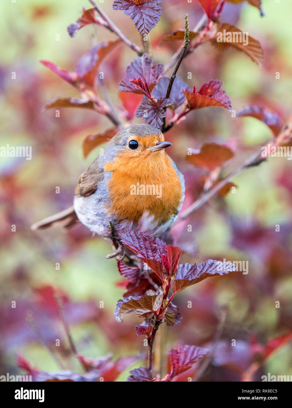 Autumn picture of a robin taken in vertical format sat in a tree. The ...