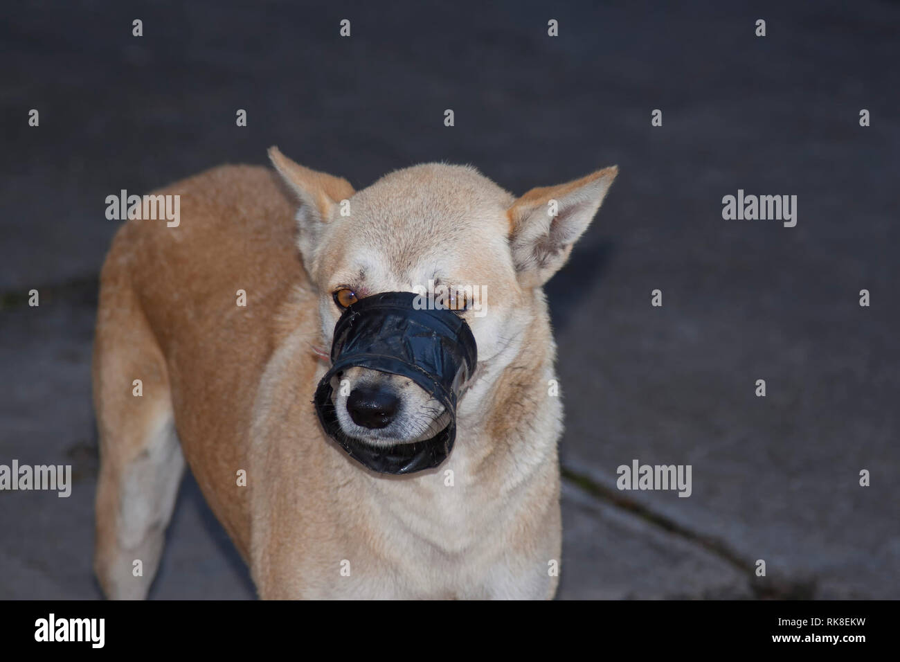 Black muzzles hi-res stock photography and images - Alamy