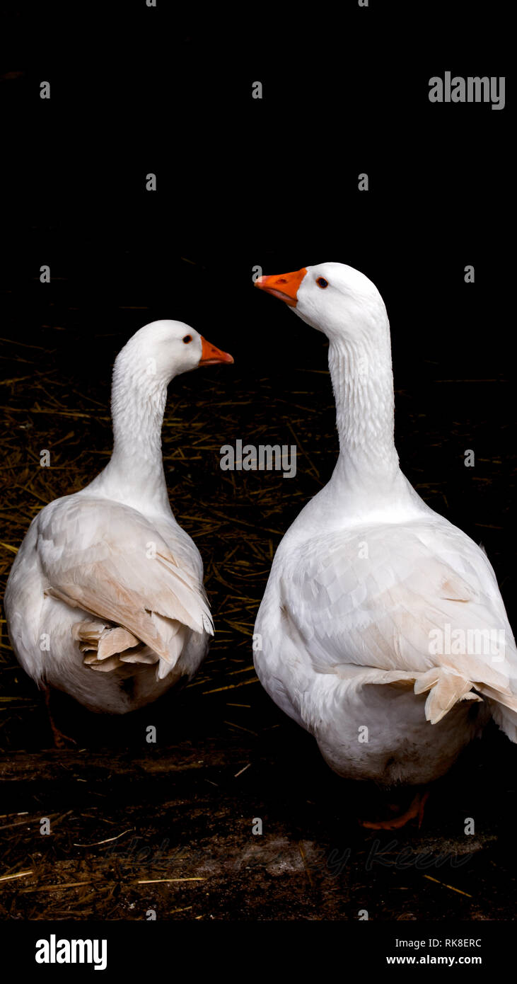 Gaurd of the farm hi-res stock photography and images - Alamy