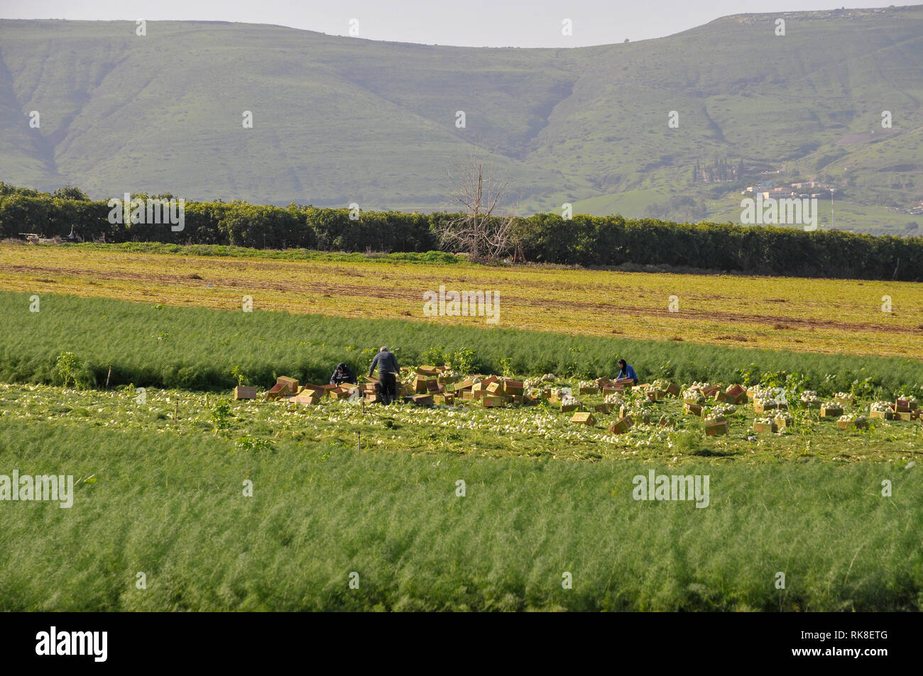 Israel, Lower Galilee, view of the Sea of Galilee from west. Golan ...
