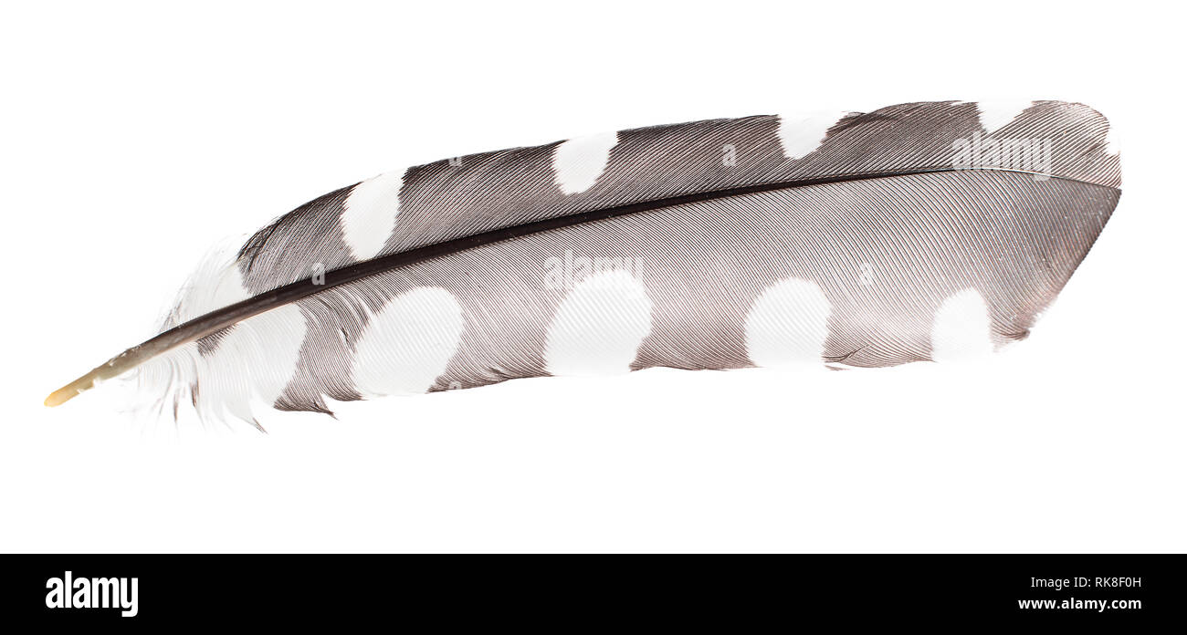 Gray bird feather isolate on white background Stock Photo - Alamy