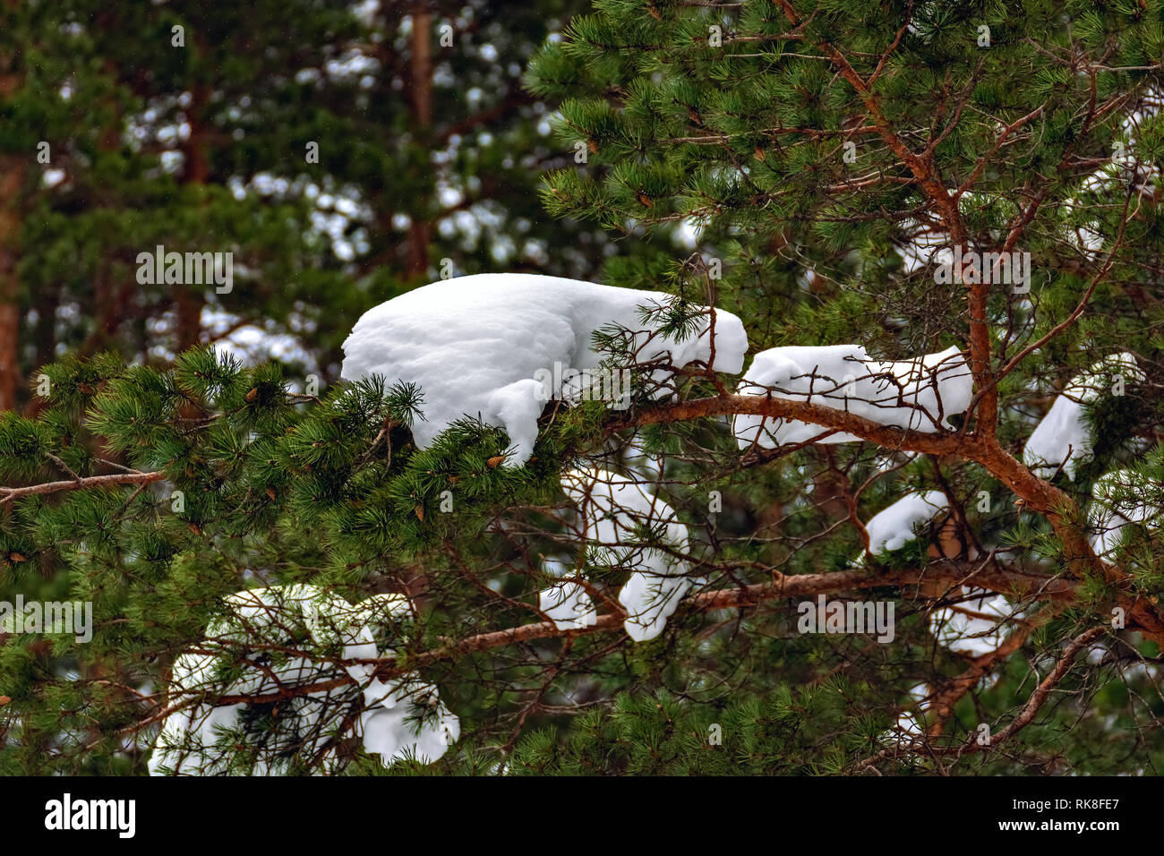 Pine tree hats hi-res stock photography and images - Alamy