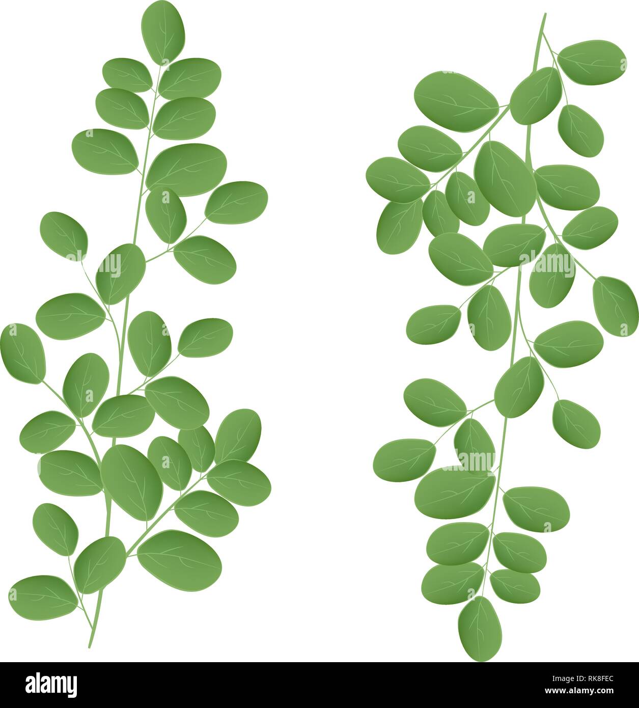 Moringa vector logo in flat style. Isolated object. Superfood moringa ...