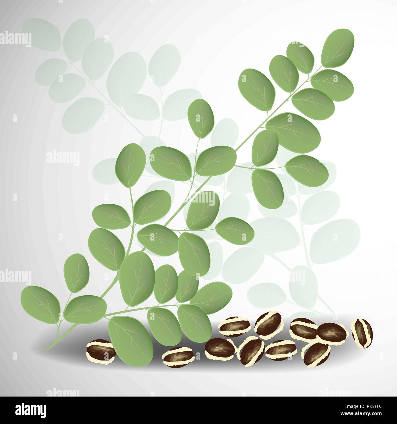 Moringa vector. Moringa medical fruit. Vector illustration Stock Vector ...