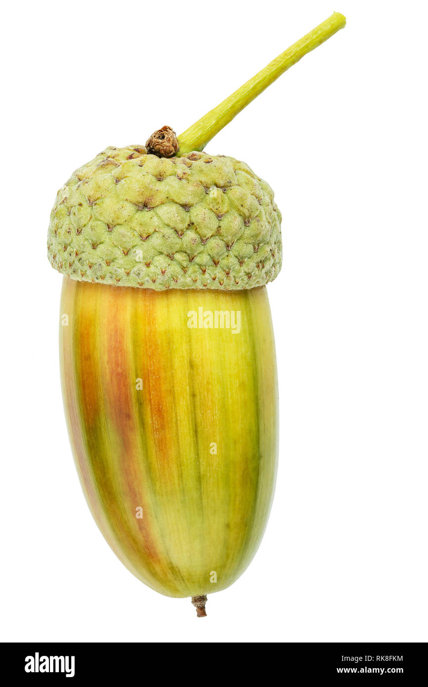 One acorn hi-res stock photography and images - Alamy