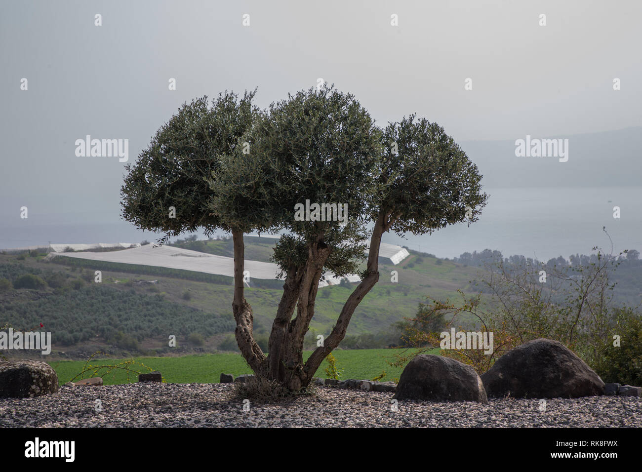 Israel galilee olive tree hi-res stock photography and images - Alamy