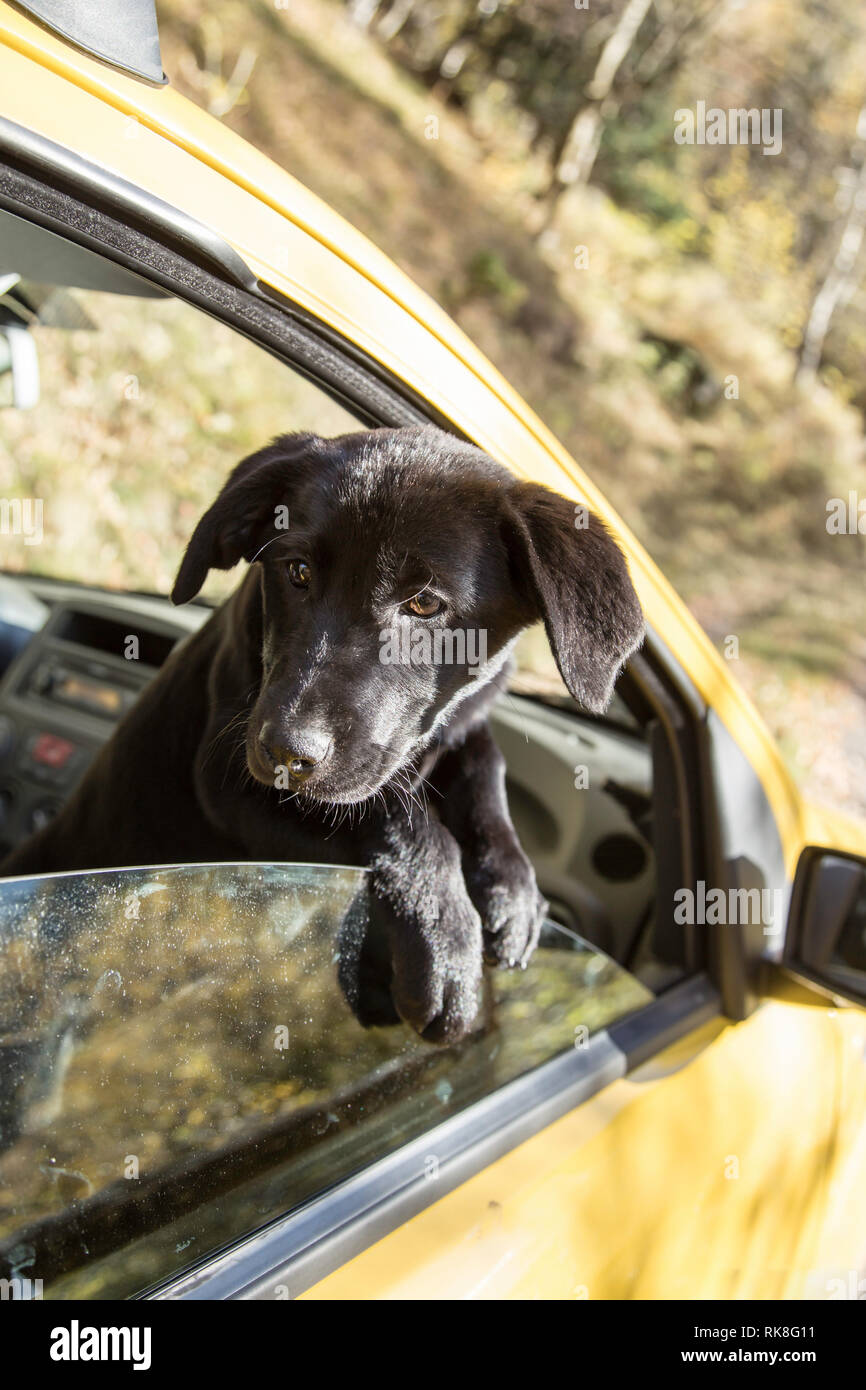 Black cute smile Labrador Retriever puppy on the car background Stock ...