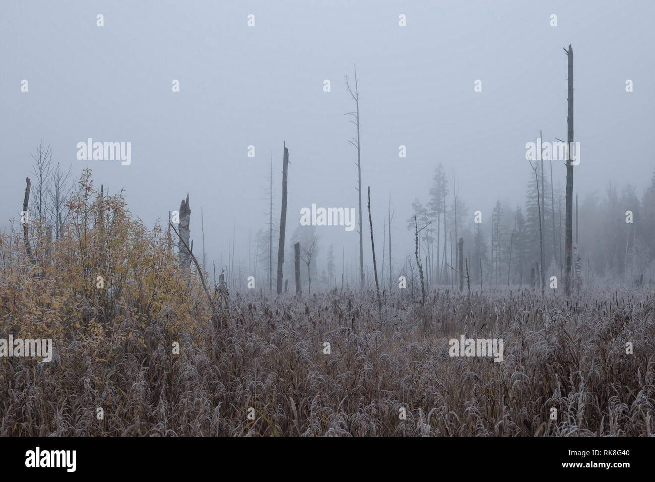 Foggy landscape. Swamp in morning october mist Stock Photo - Alamy