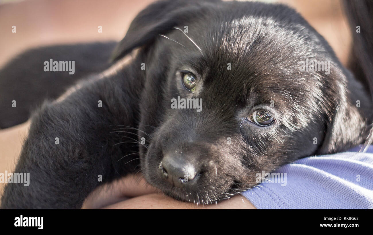 Black cute smile Labrador Retriever puppy Stock Photo - Alamy