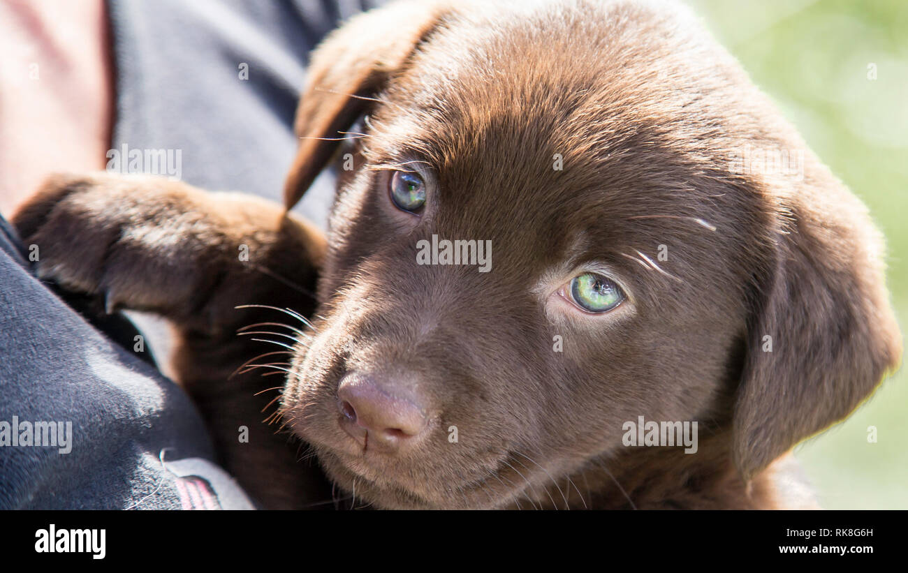 Brown cute smile Labrador Retriever puppy Stock Photo - Alamy