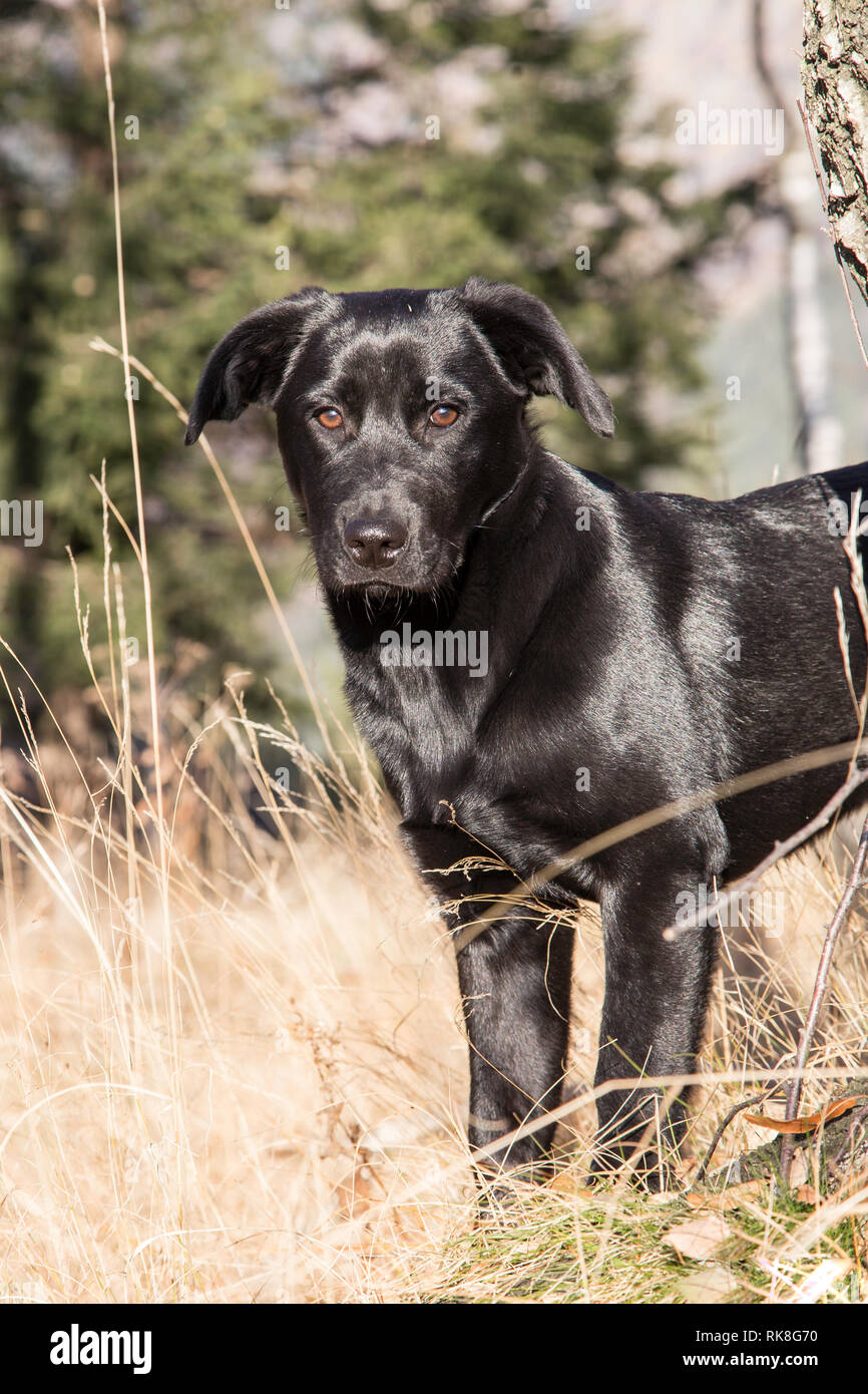 Black cute smile Labrador Retriever puppy on the mountain background ...
