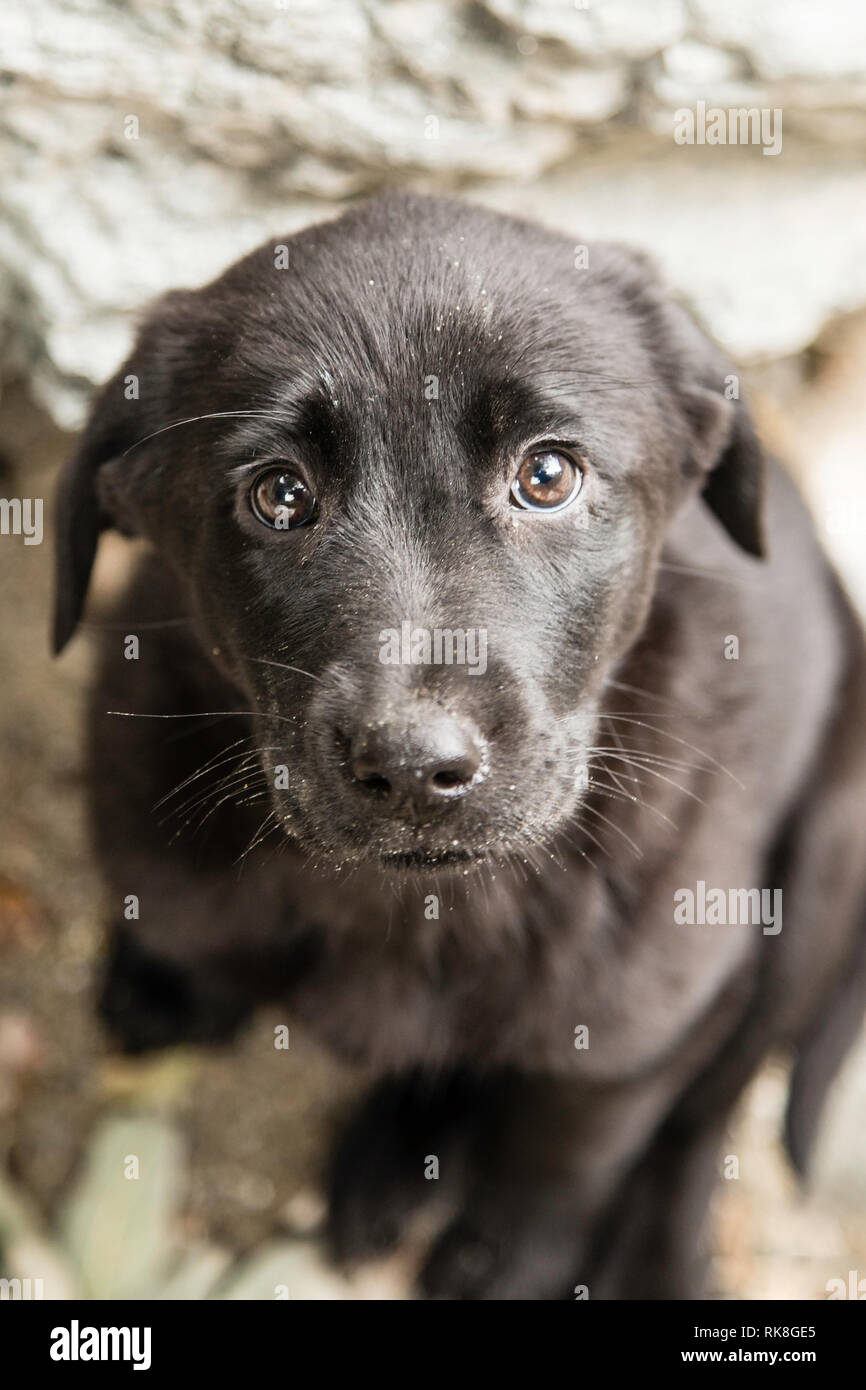 Black cute smile Labrador Retriever puppy on the mountain background ...