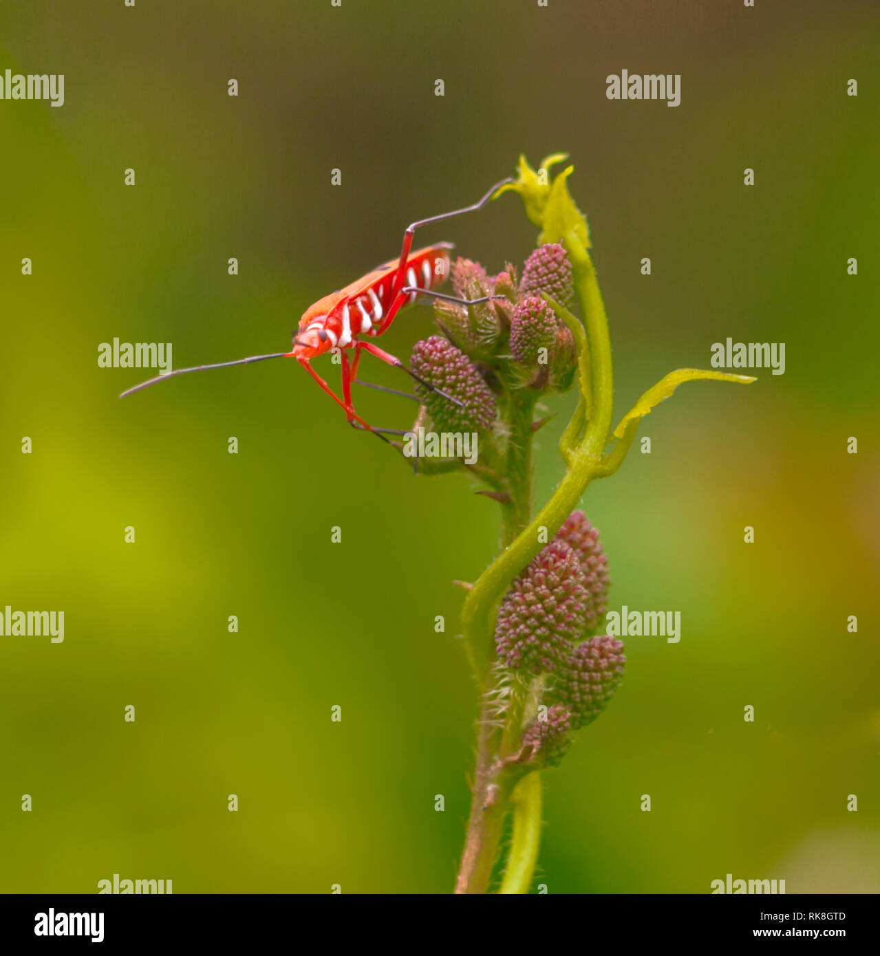 Red bug hi-res stock photography and images - Alamy