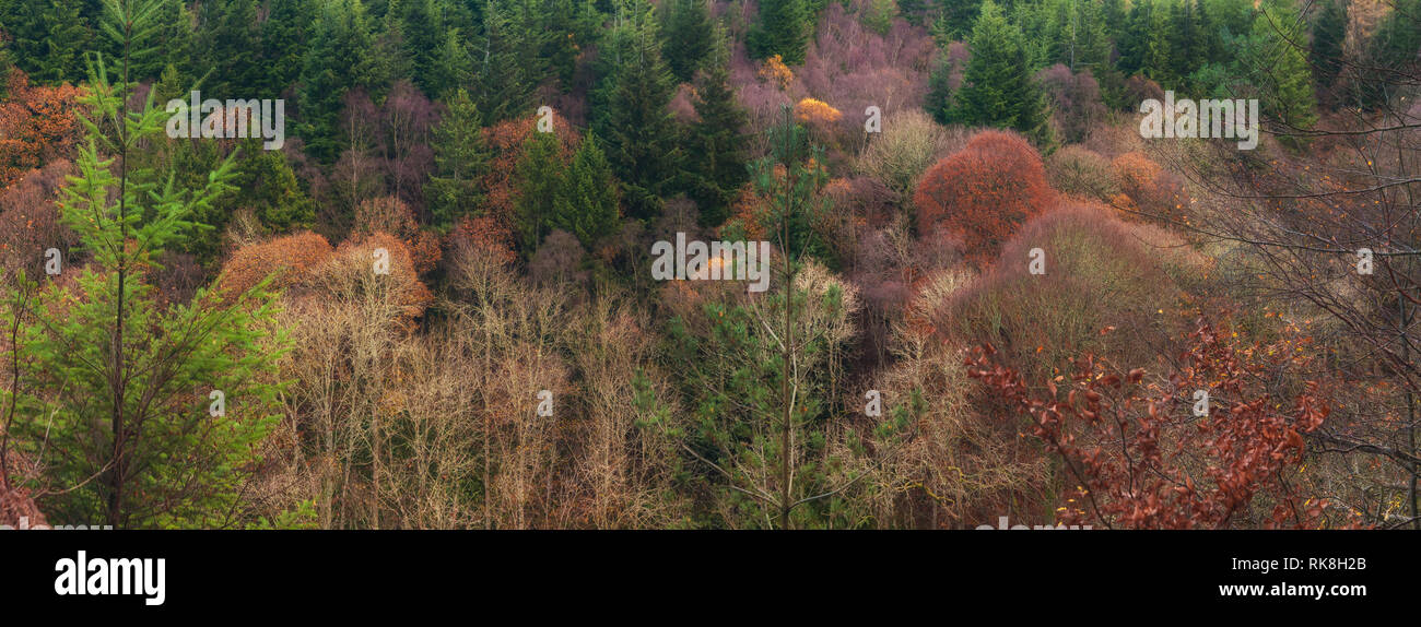 Diversity of trees hi-res stock photography and images - Alamy
