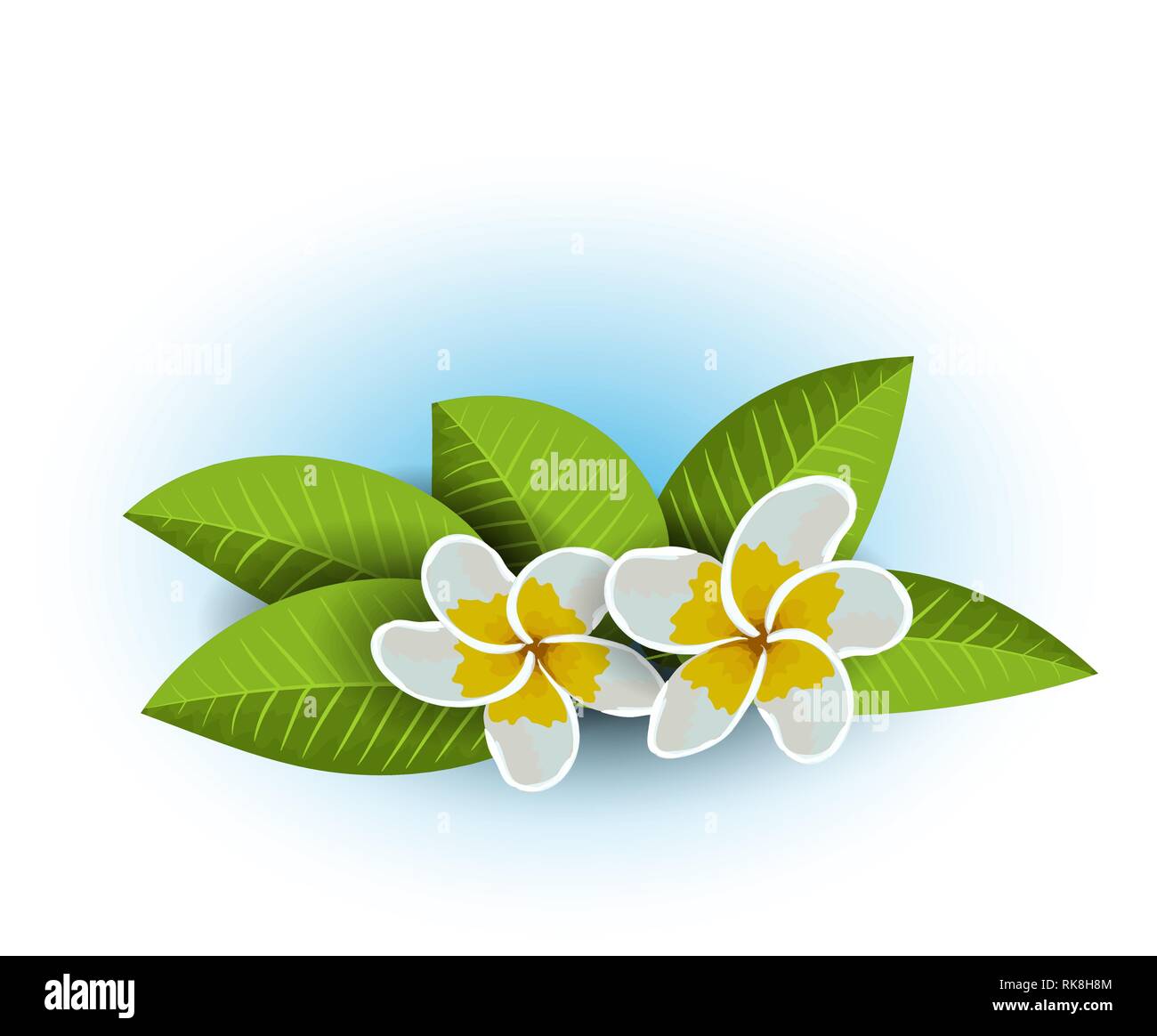Frangipani Vector Vectors High Resolution Stock Photography and Images ...