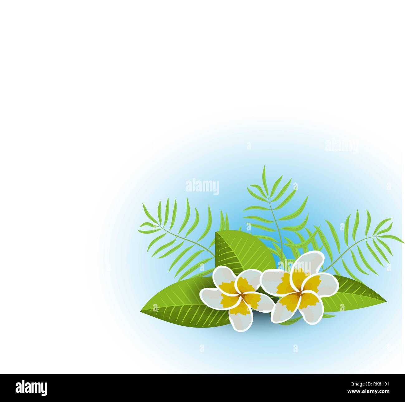 Summer spa frangipani, plumeria tropical flower with green leaves, bali ...