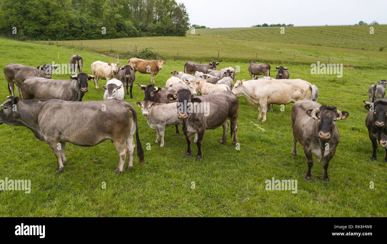 Placenta agriculture hi-res stock photography and images - Alamy