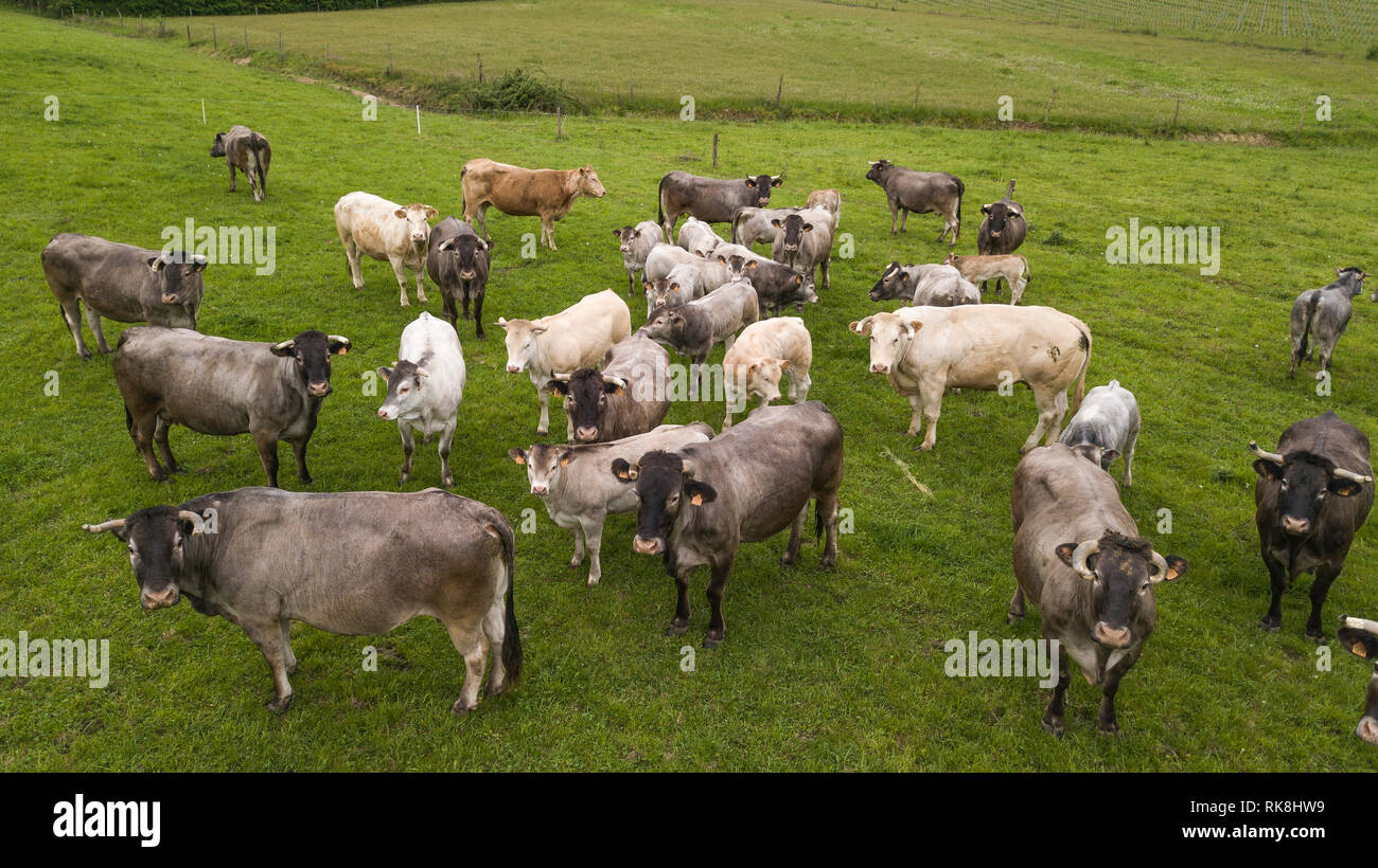 Bazas beef hi-res stock photography and images - Alamy