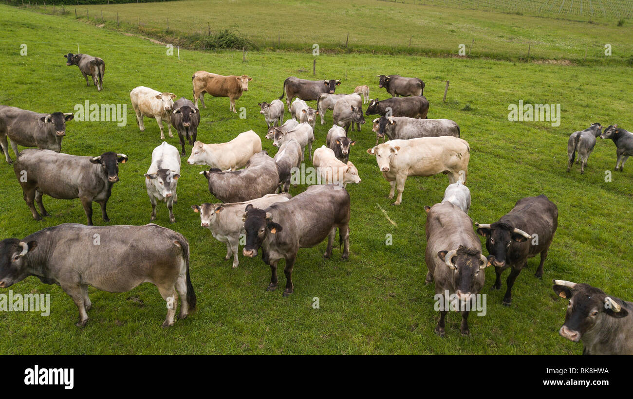 Aerial view Bazadaise cows and calves daisy in the meadow, Gironde ...
