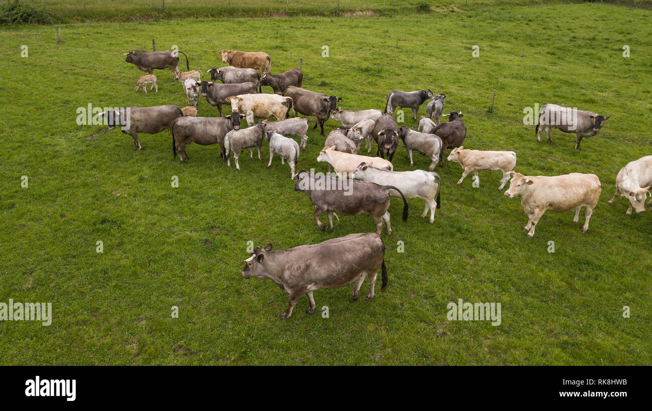 Aerial view Bazadaise cows and calves daisy in the meadow, Gironde ...