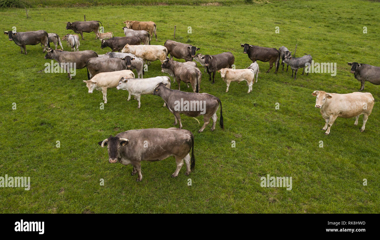 Bazas beef hi-res stock photography and images - Alamy