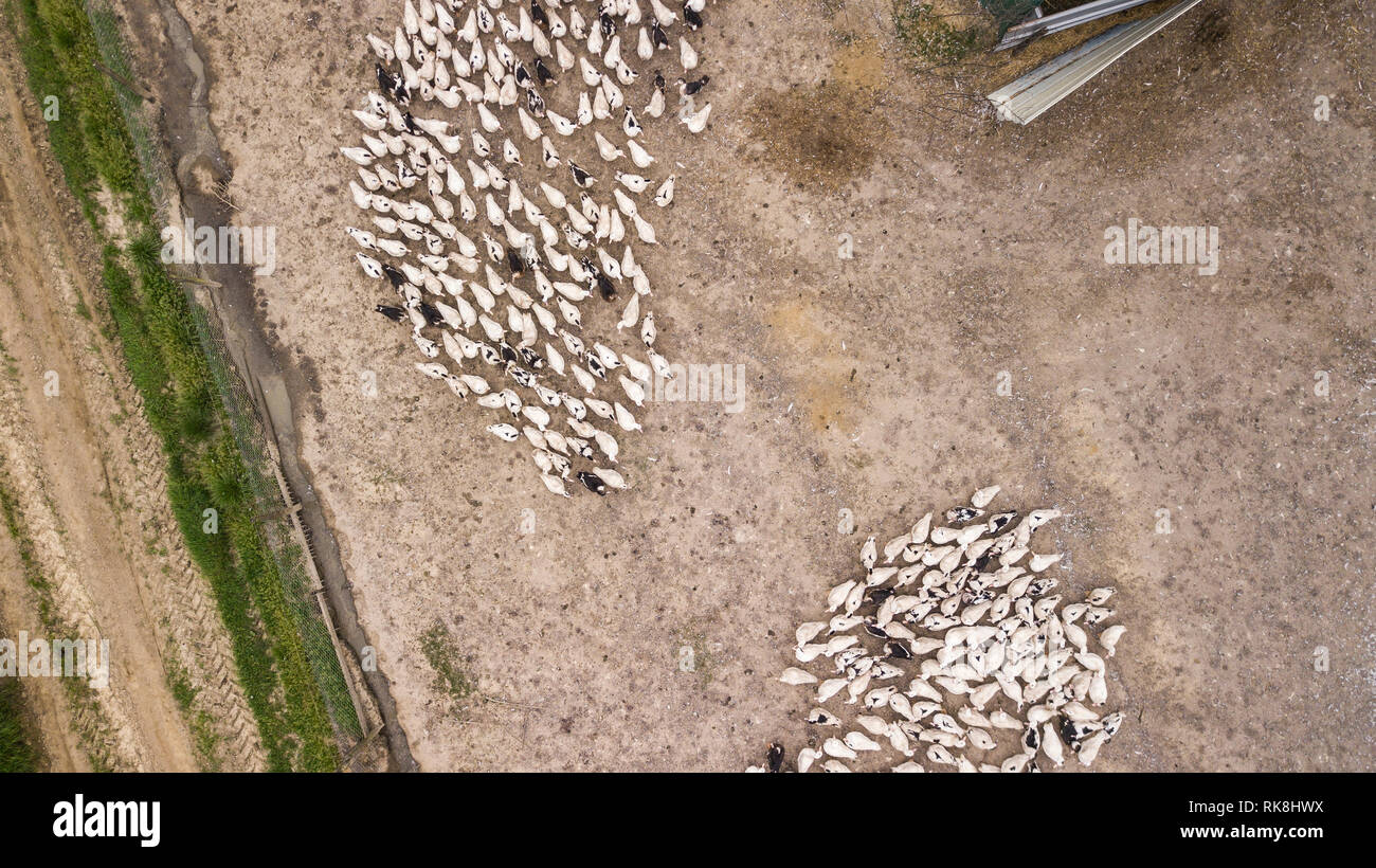 Aerial view on crowded ducks on poultry farm, France Stock Photo - Alamy