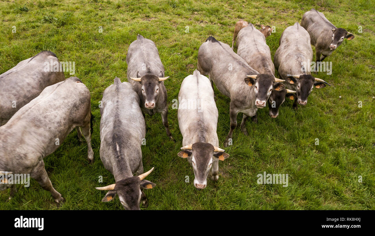Aerial view Bazadaise cows and calves daisy in the meadow, Gironde ...