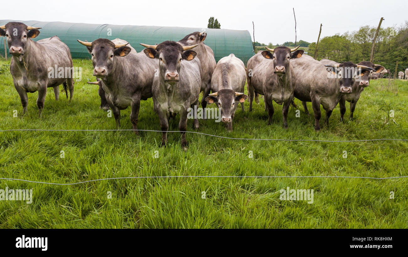 Aerial view Bazadaise cows and calves daisy in the meadow, Gironde ...