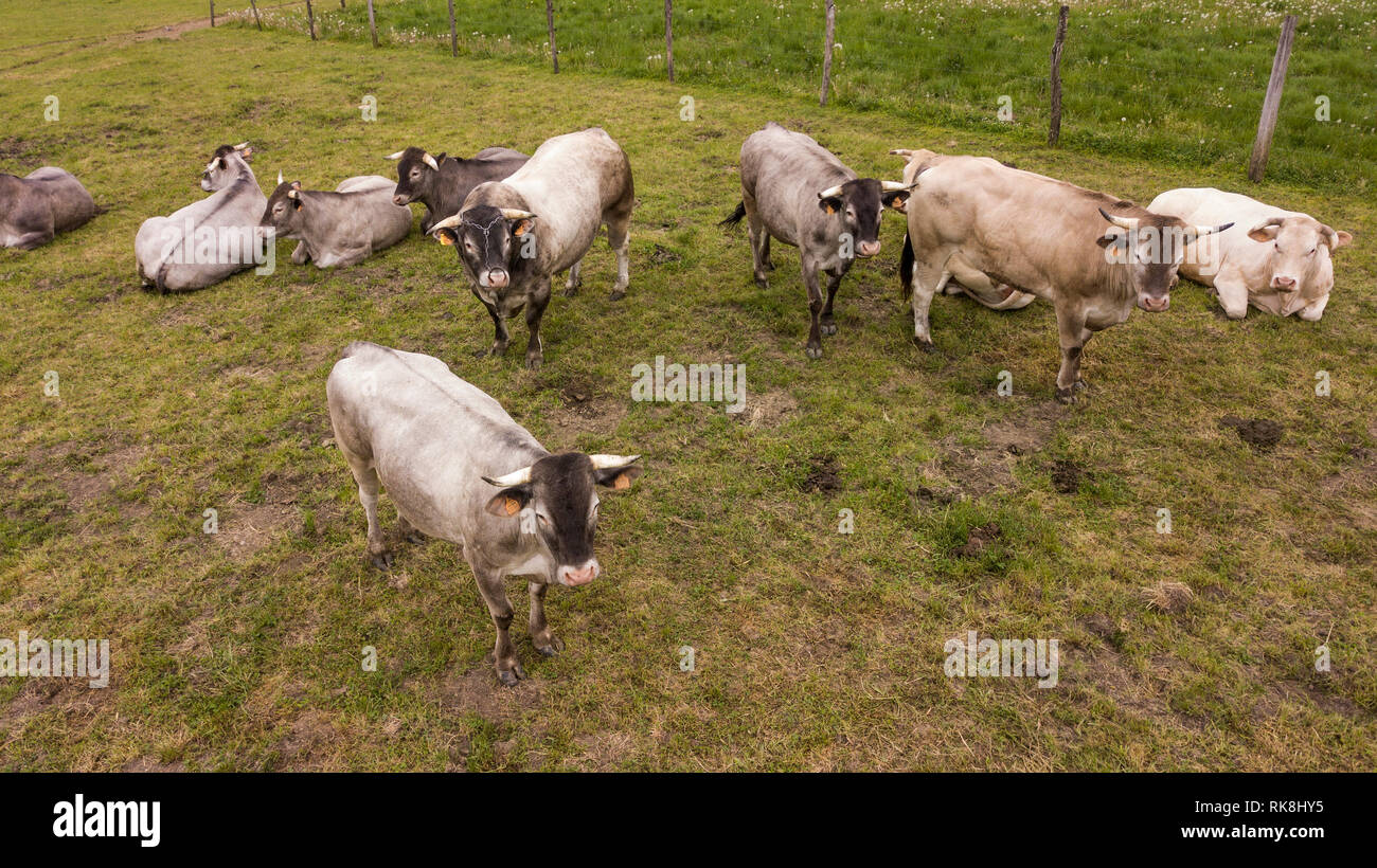 Bazas beef hi-res stock photography and images - Alamy