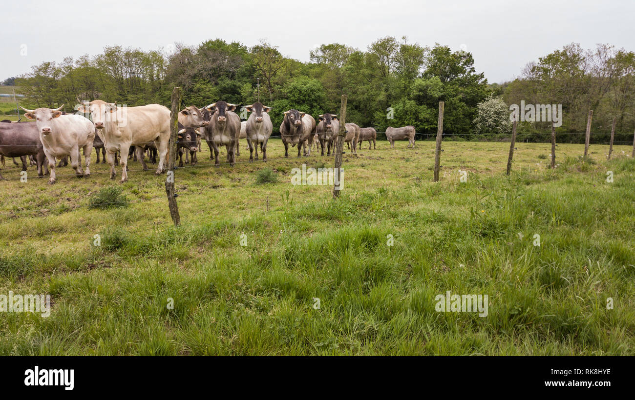 Aerial view Bazadaise cows and calves daisy in the meadow, Gironde ...