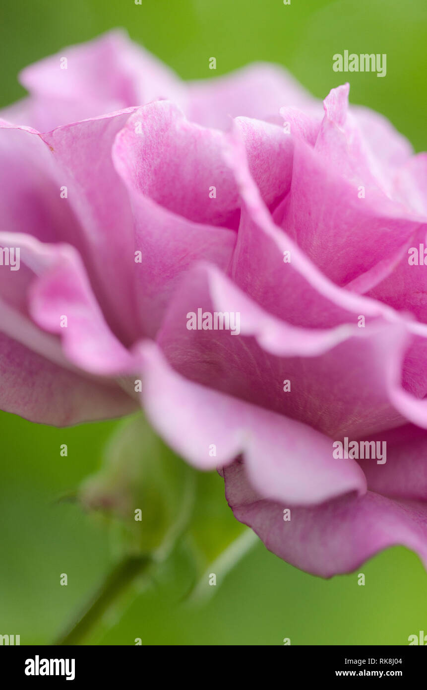 Rosenblute rosa hi-res stock photography and images - Alamy