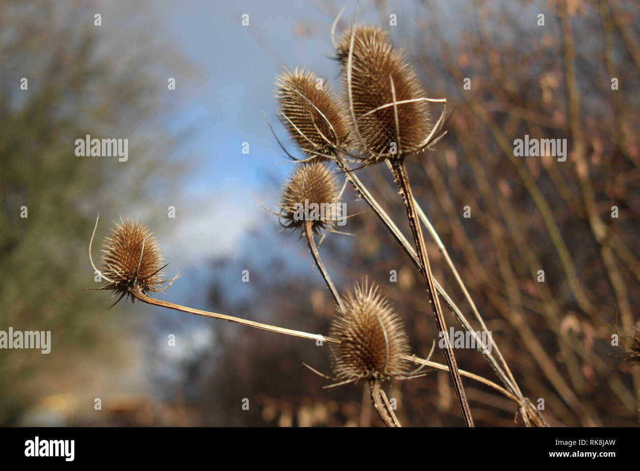 Teasel, teazel or teazle heads in winter sun, Wales, UK Stock Photo - Alamy