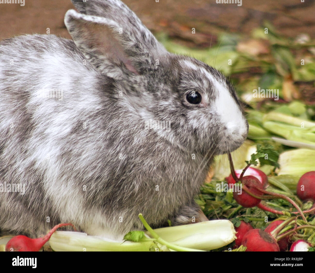 Rabbit close hi-res stock photography and images - Alamy