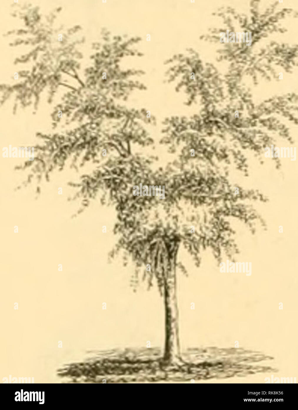 . The art of beautifying suburban home grounds of small extent ...