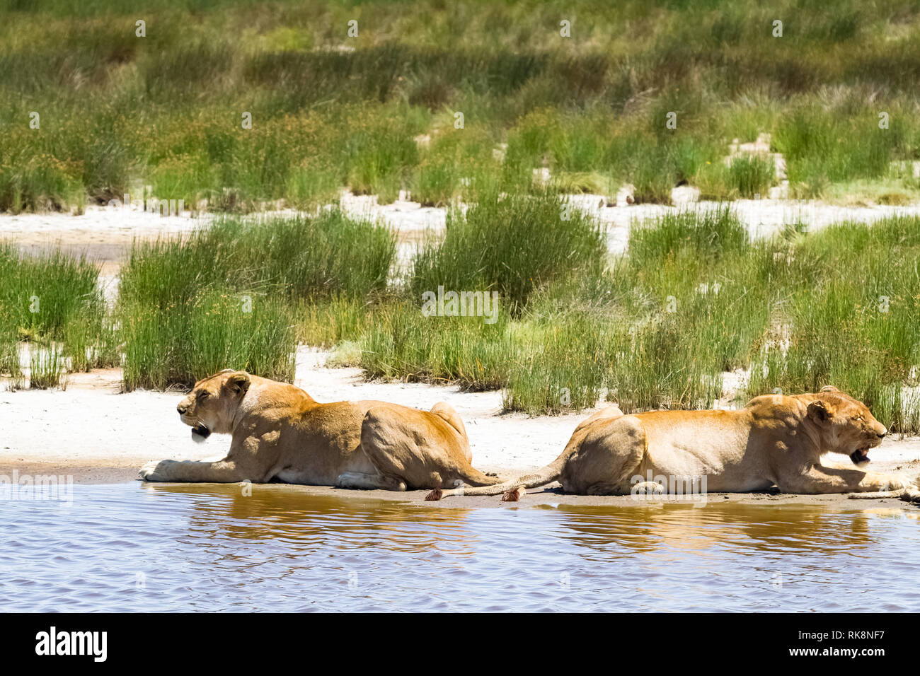 Pride of lions on shore of small pond. Serengeti, Africa Stock Photo ...