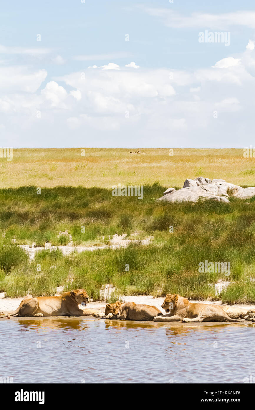 Small pond and lions. Landscapes of Tanzania, Africa Stock Photo - Alamy