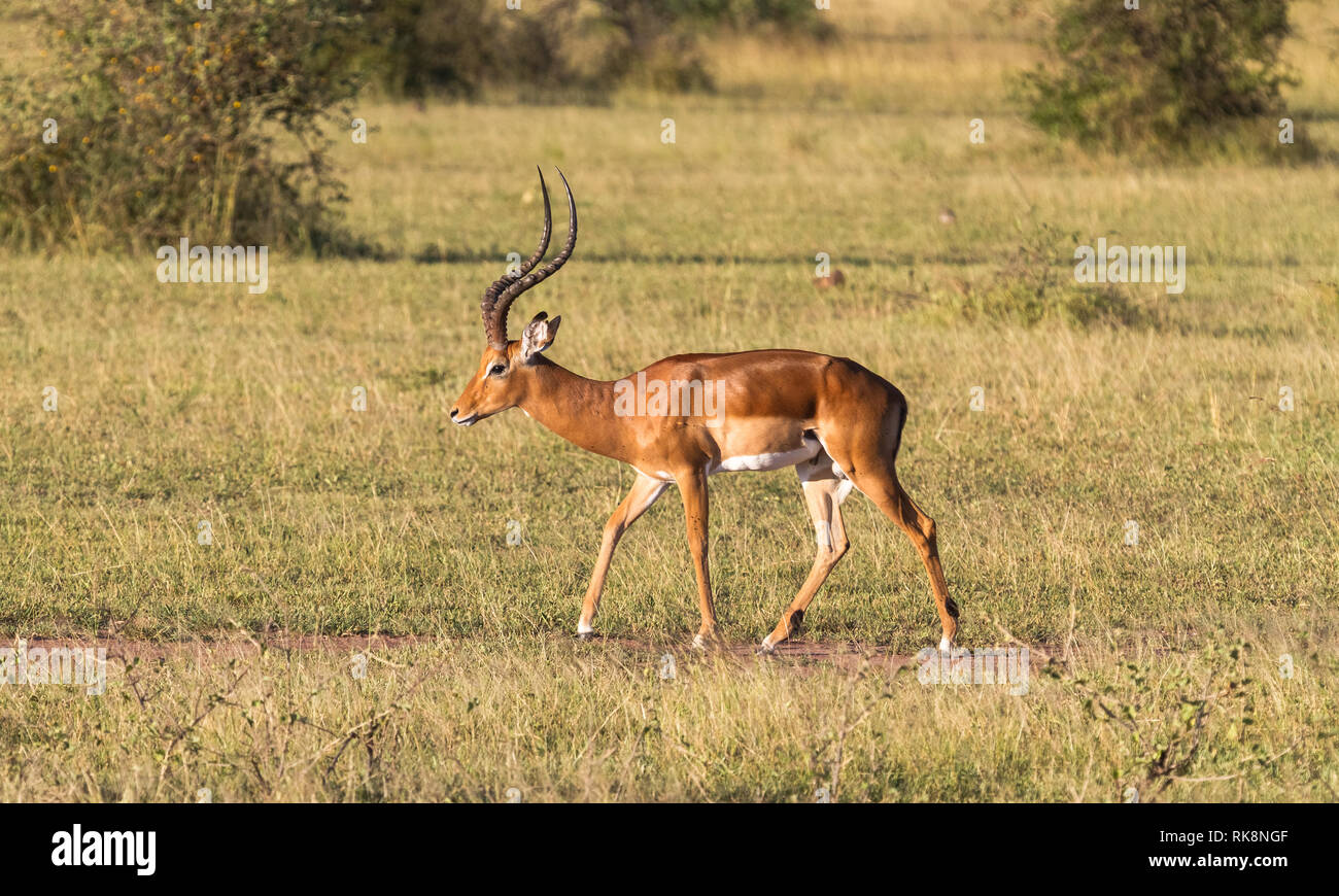 Impala male close up. Bush of Serengeti, Africa Stock Photo - Alamy