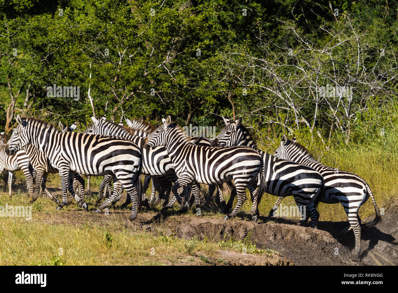 Big group of zebras in african savanna. Tanzania Stock Photo - Alamy