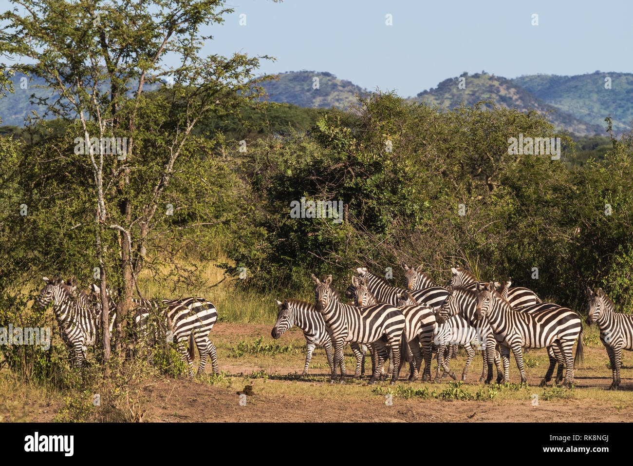 Small herd mountain zebra hi-res stock photography and images - Alamy