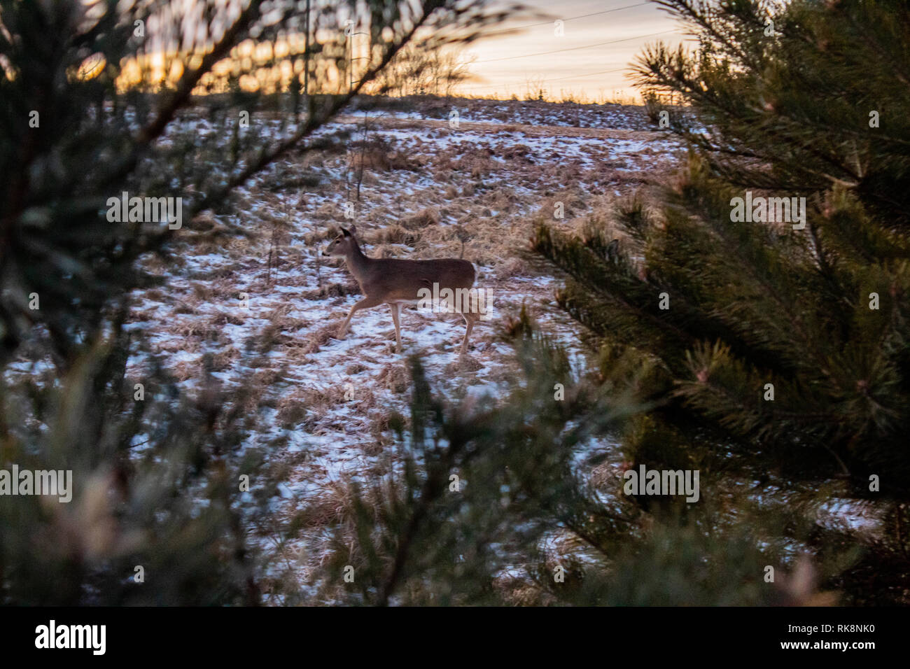White tale hi-res stock photography and images - Alamy