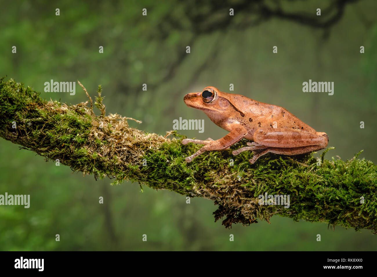 Golden tree frog hi-res stock photography and images - Alamy