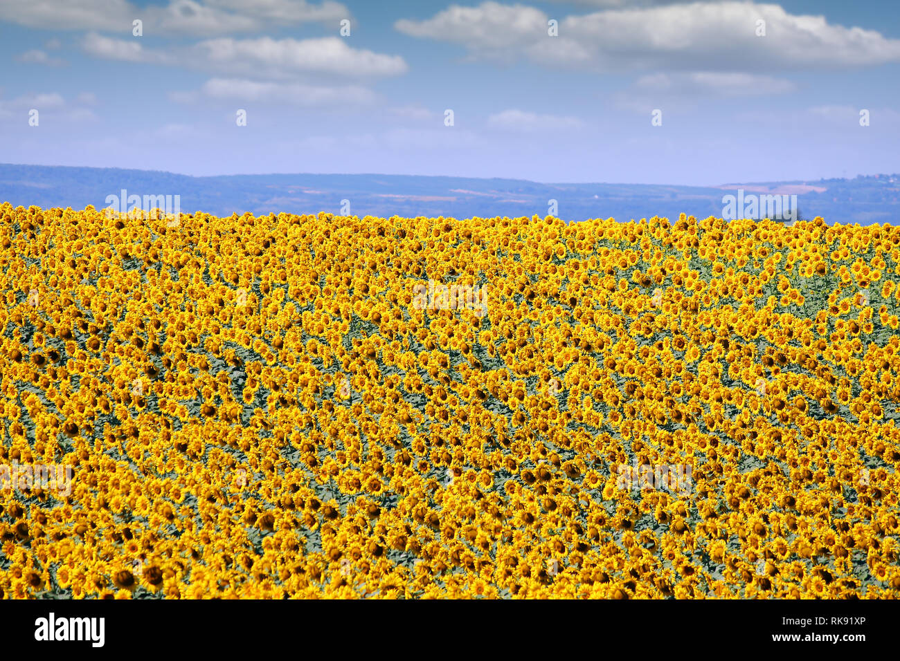 Sunflower field in summer countryside landscape Stock Photo - Alamy