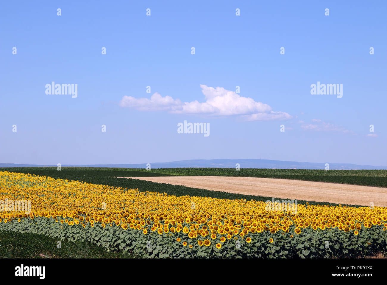Sunflower field in summer landscape agriculture Stock Photo - Alamy